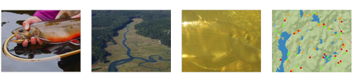 Maine Stream Habitat Viewer